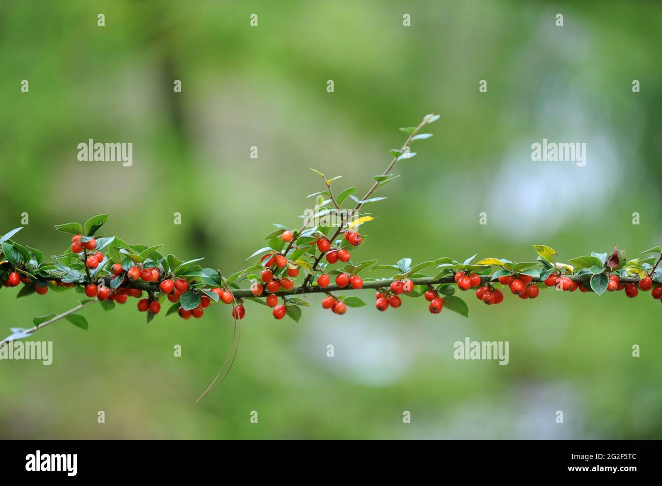 Affinis bacillaris hi-res stock photography and images - Alamy