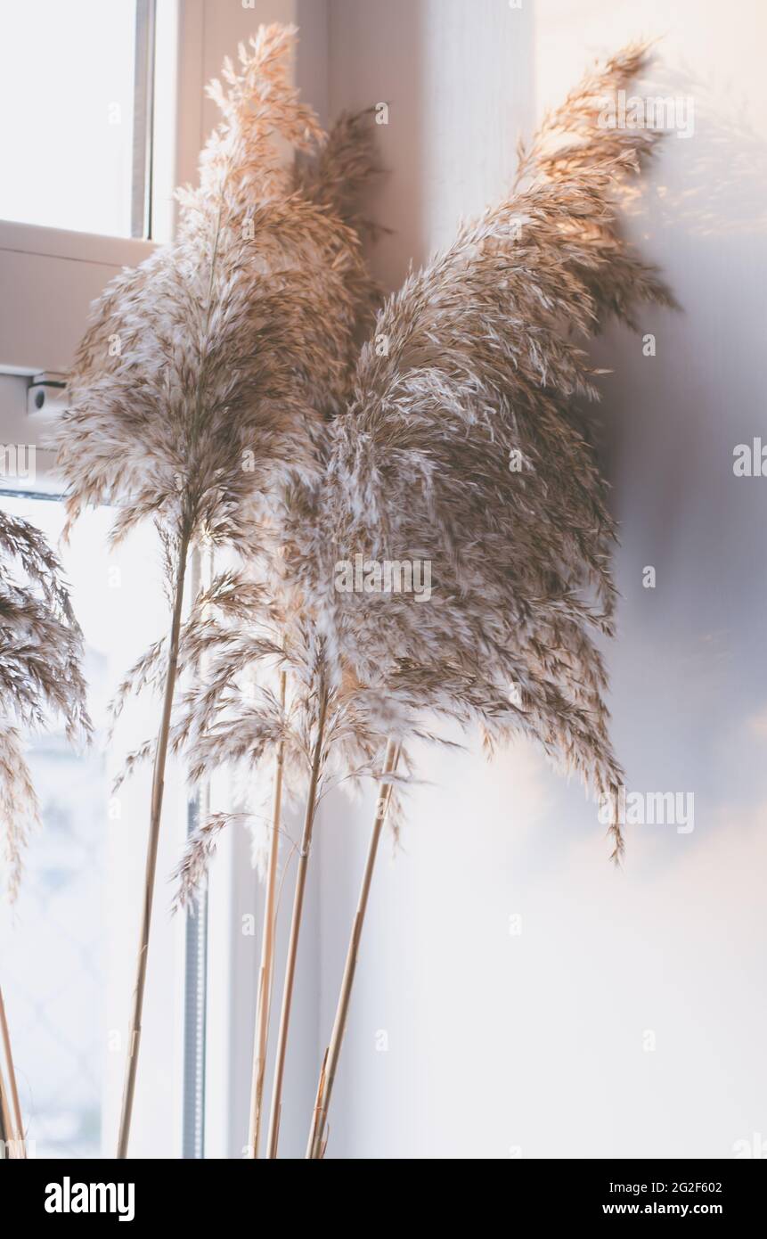 Decor from reed branches on the windowsill. Bouquet of dry reed ...