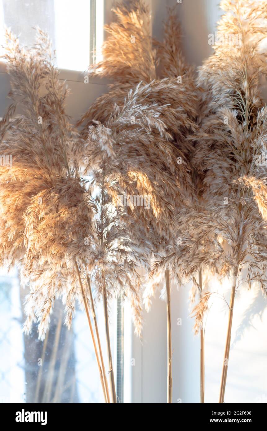 Decor from reed branches on the windowsill. Bouquet of dry reed ...