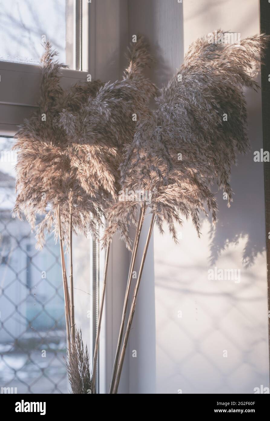 Decor from reed branches on the windowsill. Bouquet of dry reed ...
