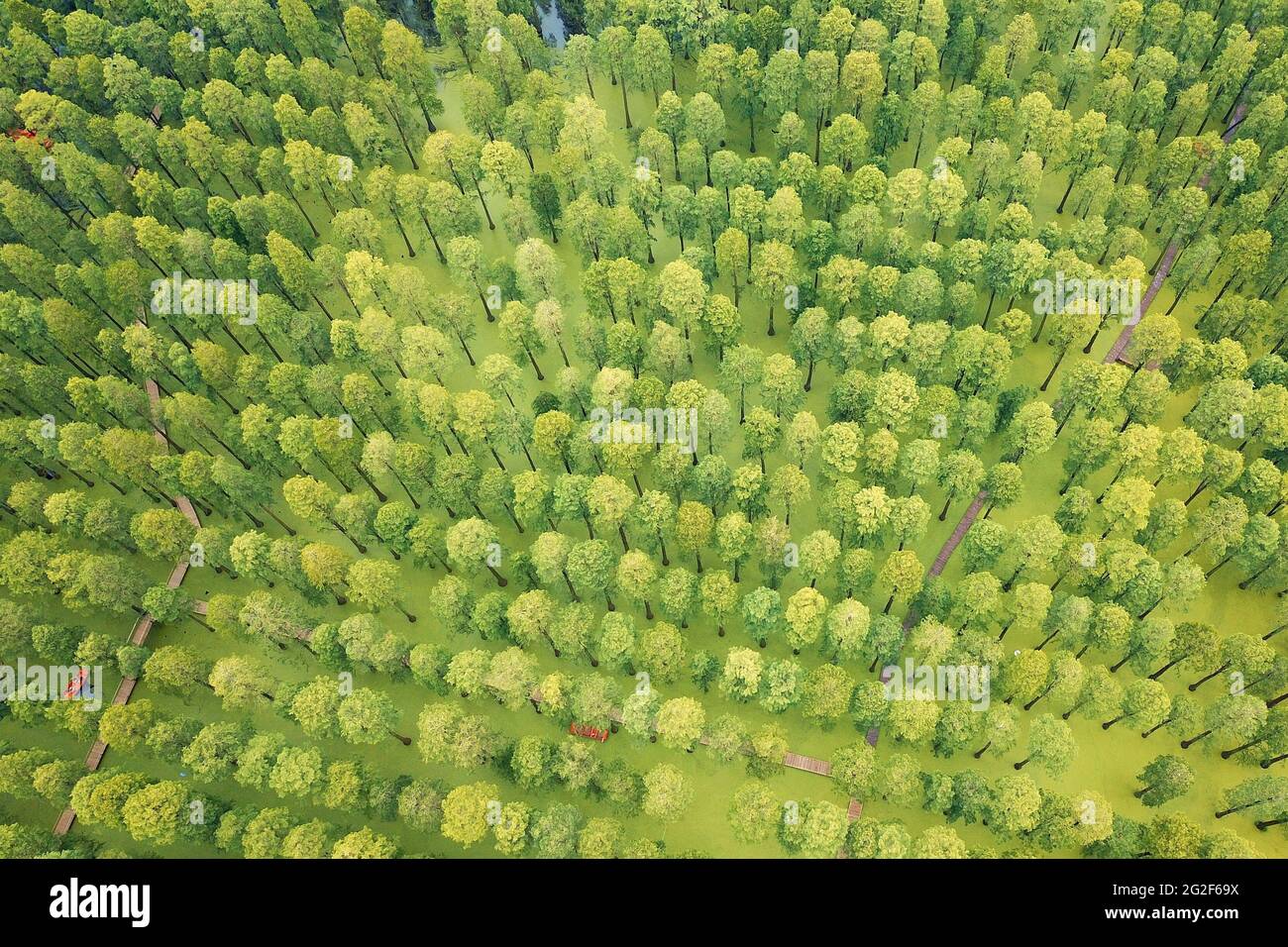 YANGZHOU, CHINA - JUNE 11, 2021 - Photo taken on June 11, 2021 shows ...