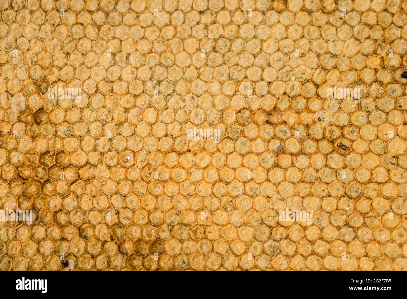 Honey Bee Comb or Honeycomb texture pattern for nature background Stock ...