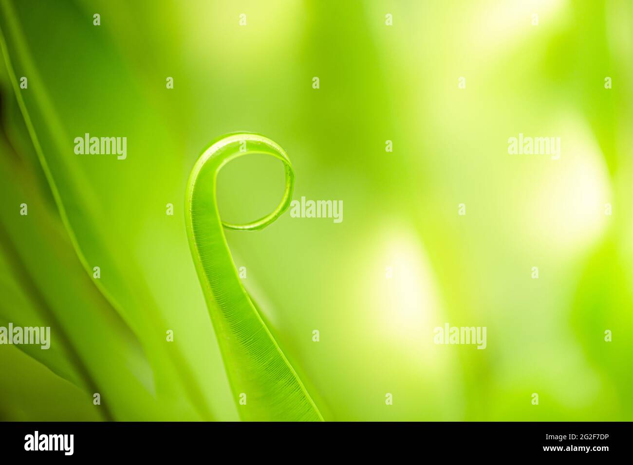 Green fern leaf in garden nature at summer. Natural fresh green curved ...