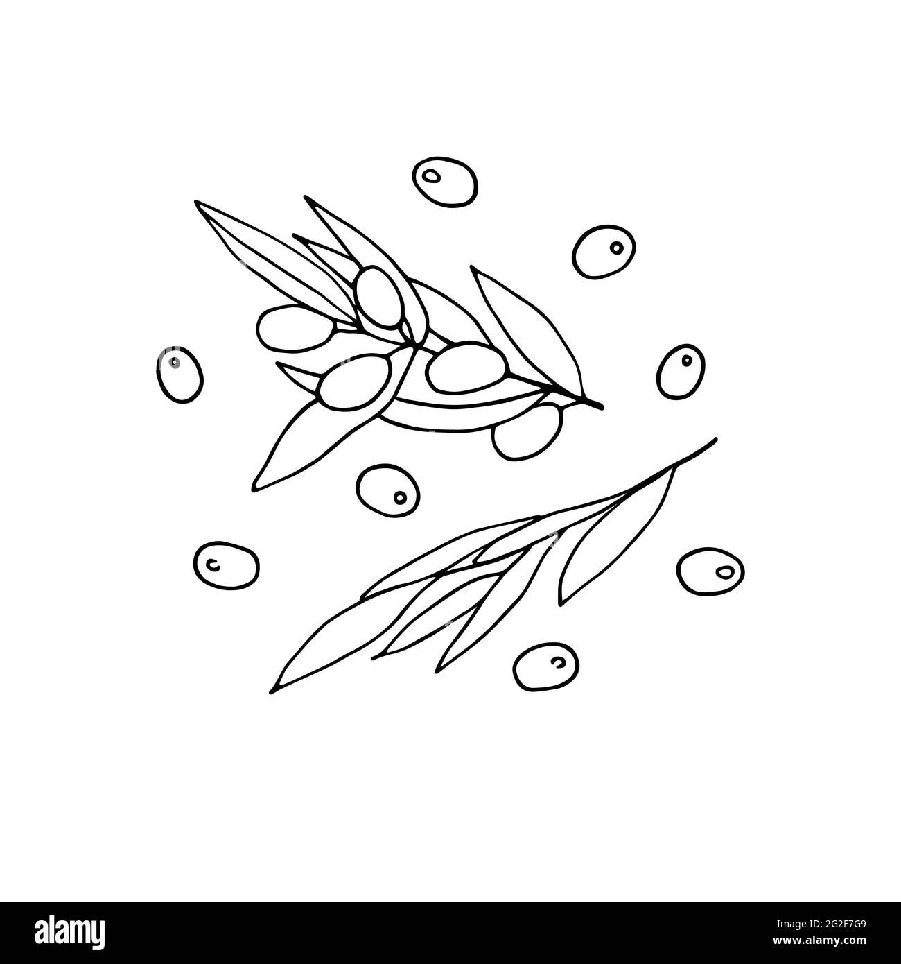 Set Black and White Olives. Outline olive branches isolated on white ...