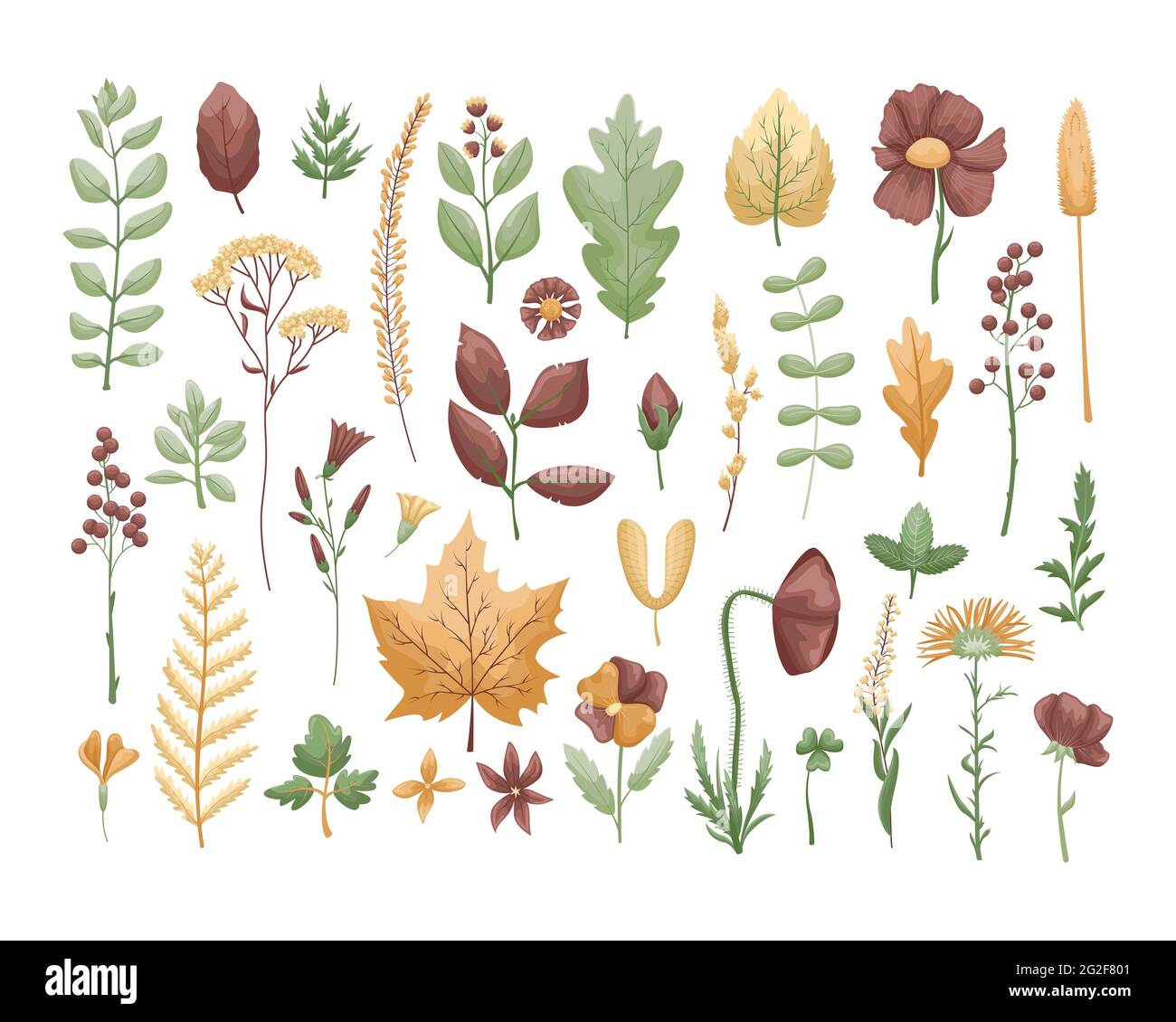 The vector set with herbarium leaves and flowers. Hobby. Botanic set ...
