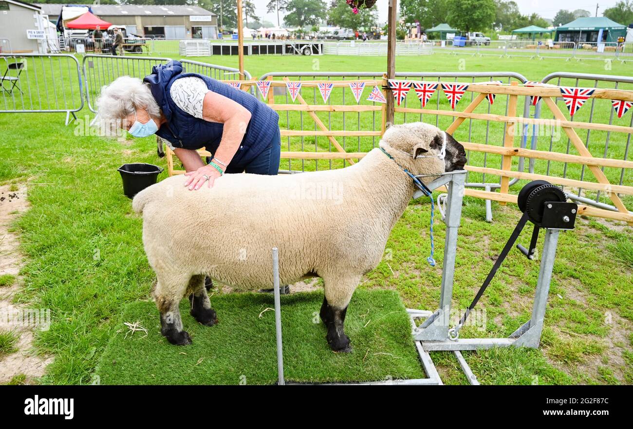 Hampshire down sheep hi-res stock photography and images - Alamy