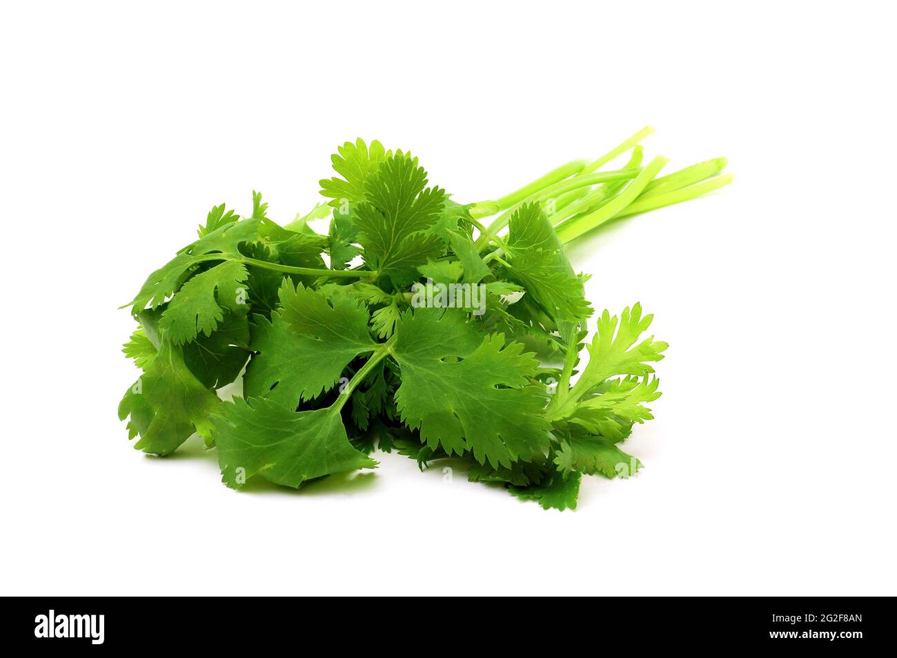 bunch of fresh coriander leaves isolated on white background Stock ...