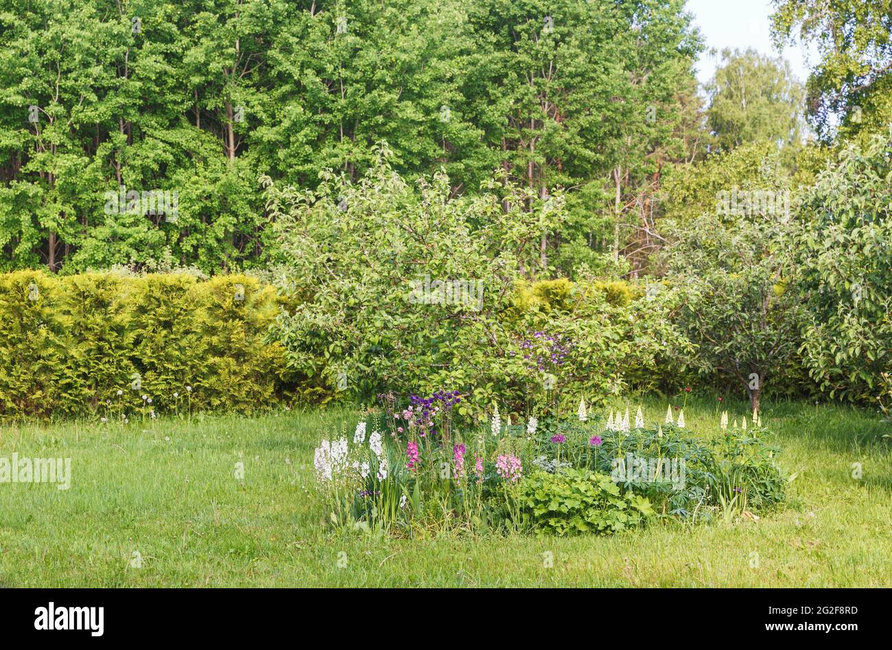 Beautiful green courtyard of a farmhouse with a green lawn, apple ...