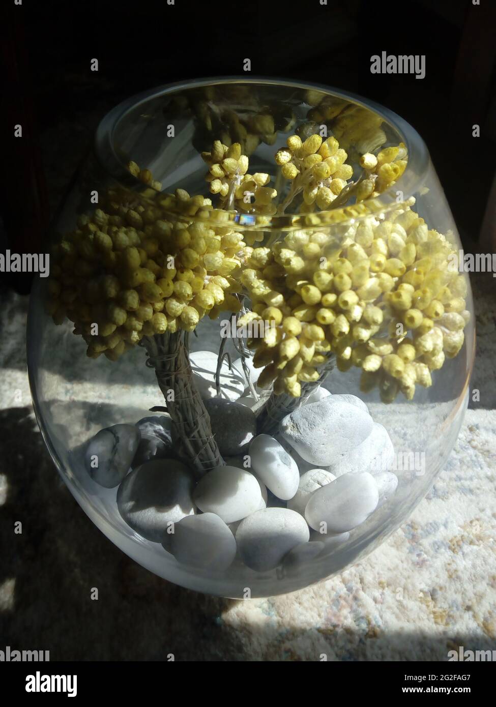 Little tree with yellow fruits and pebbles inside a glass vase Stock ...