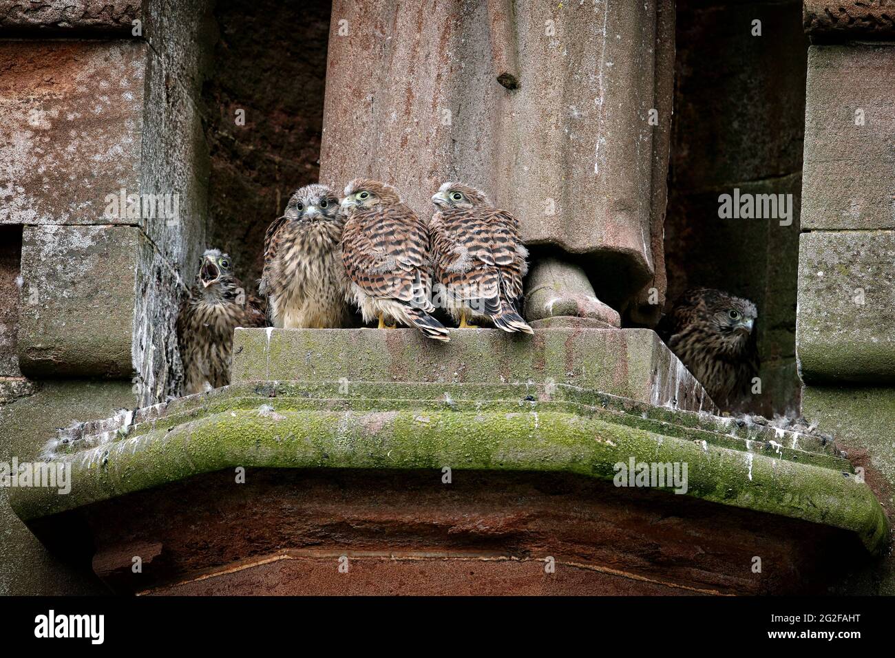 Kestrel statue hi-res stock photography and images - Alamy