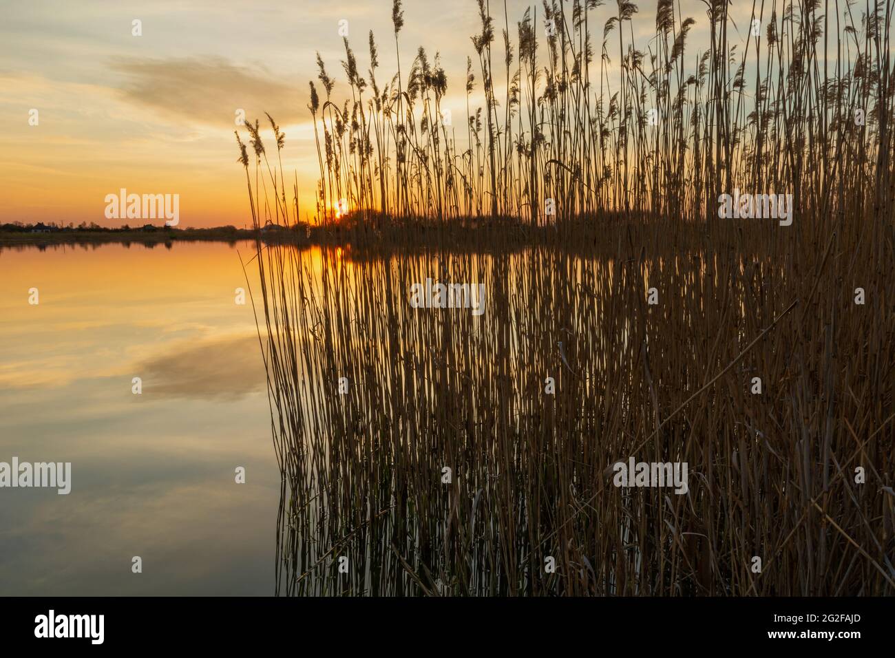 Reeds on the shore of the lake and sunset, Stankow, Lubelskie, Poland ...