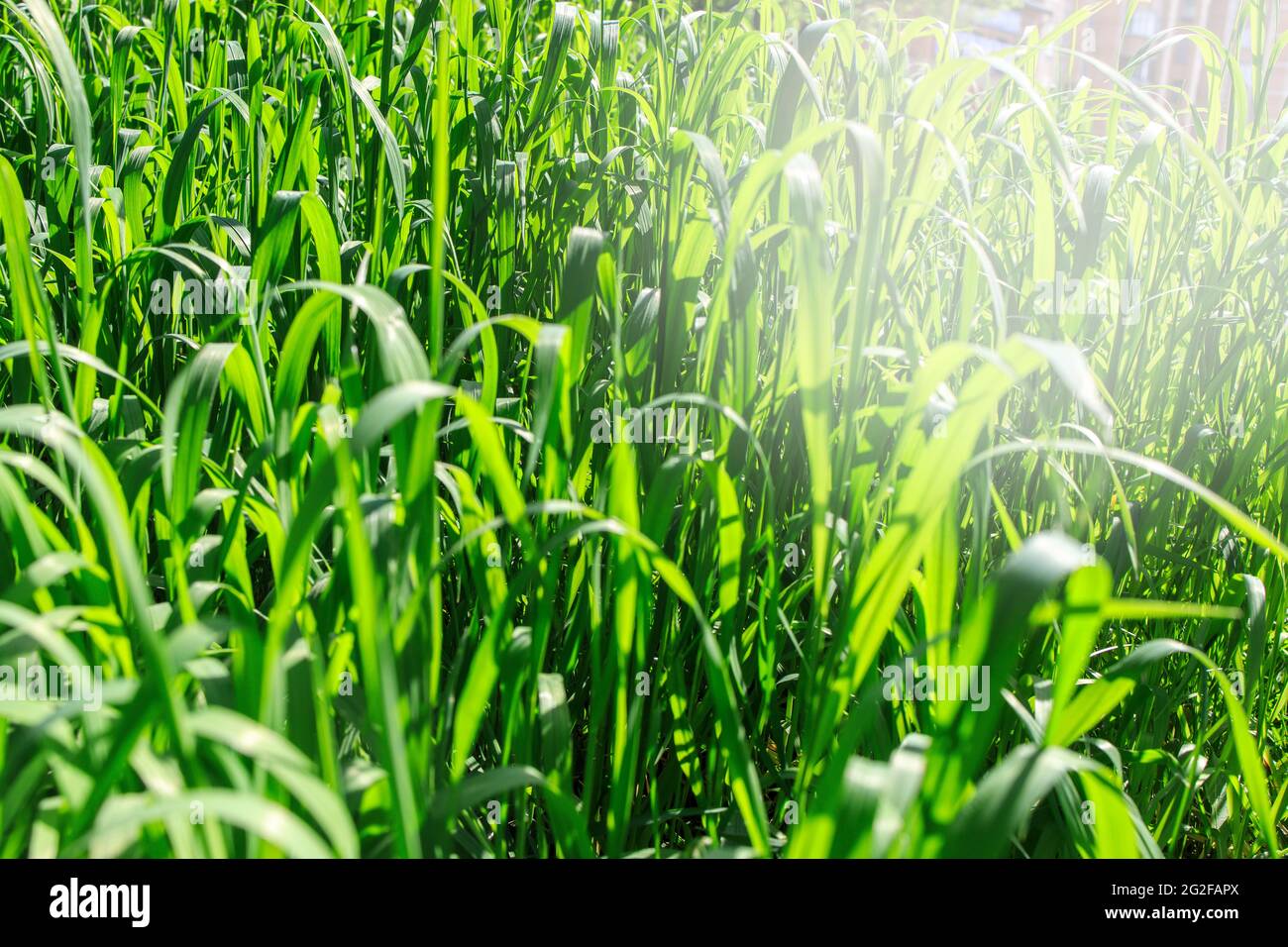 Long fresh green grass texture background view of grass garden Ideal ...