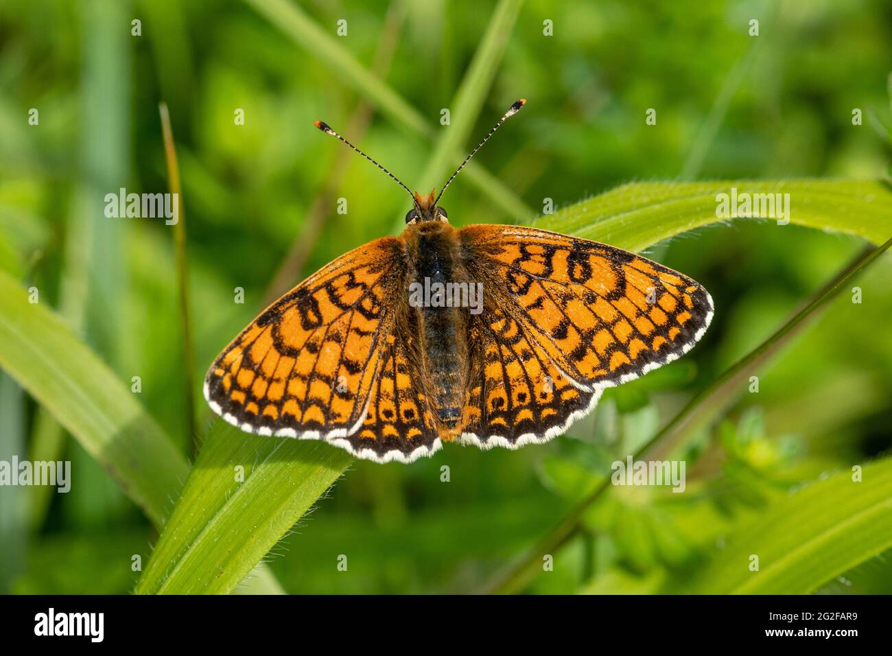Glanville fritillary butterfly (Melitaea cinxia), UK Stock Photo - Alamy