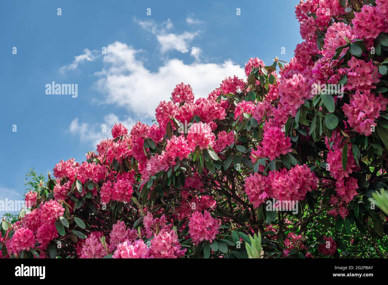 Pink Rhododendron in Beautiful Garden Stock Photo - Alamy