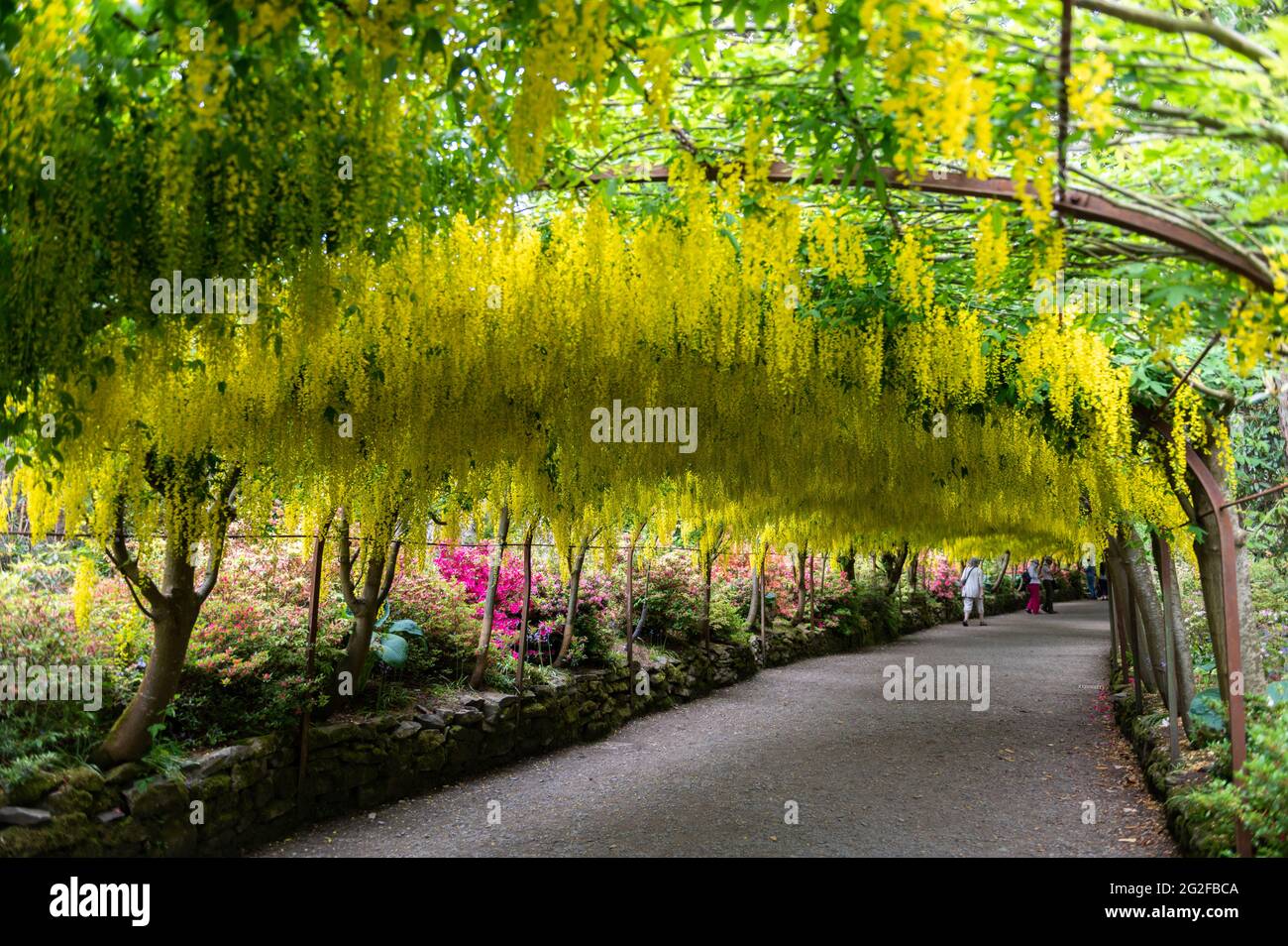 Laburnum Arch High Resolution Stock Photography and Images - Alamy