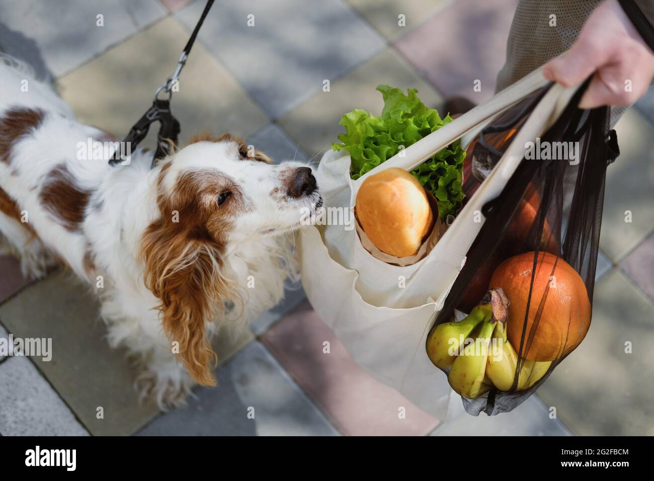 Lifestyle with pets hi-res stock photography and images - Alamy