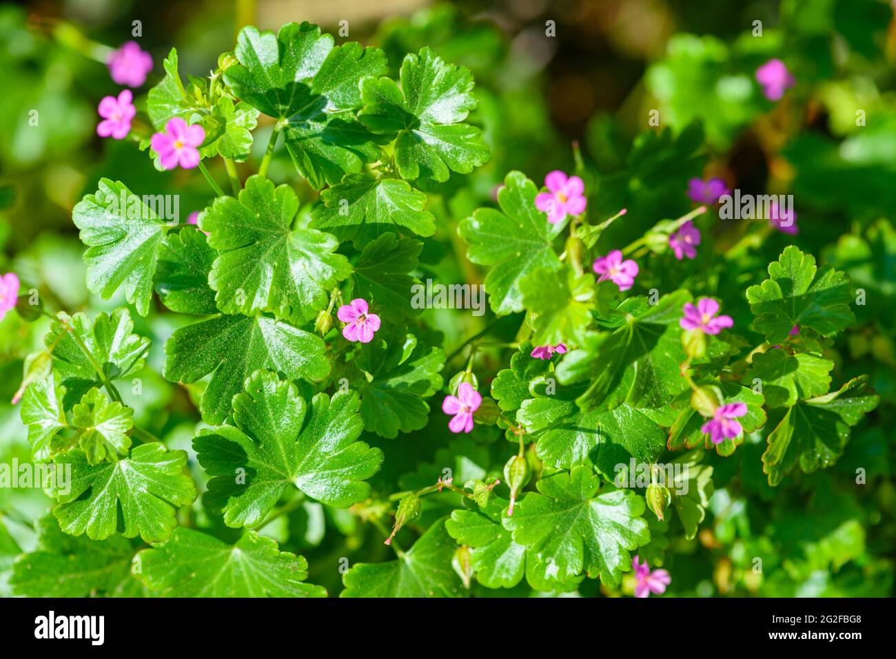 Geranium lucidum wildflower Stock Photo - Alamy