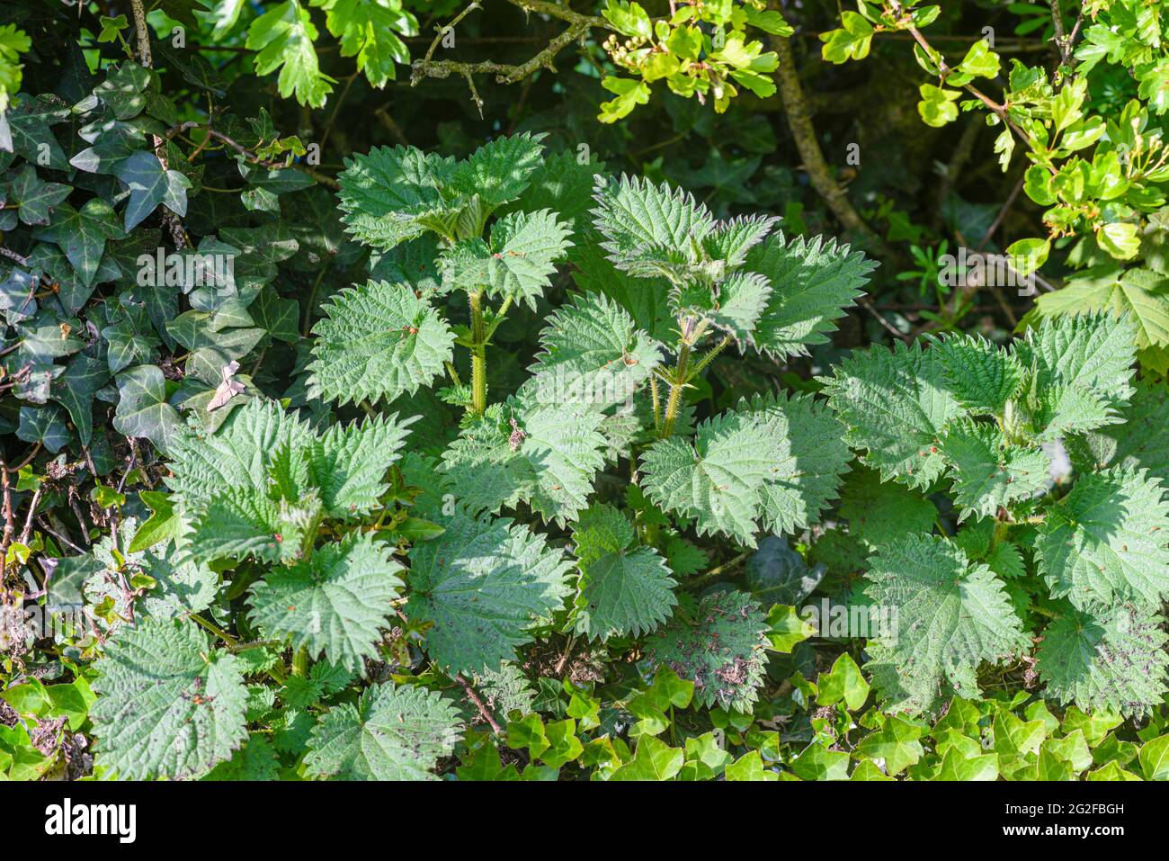 Nettle rash hi-res stock photography and images - Alamy