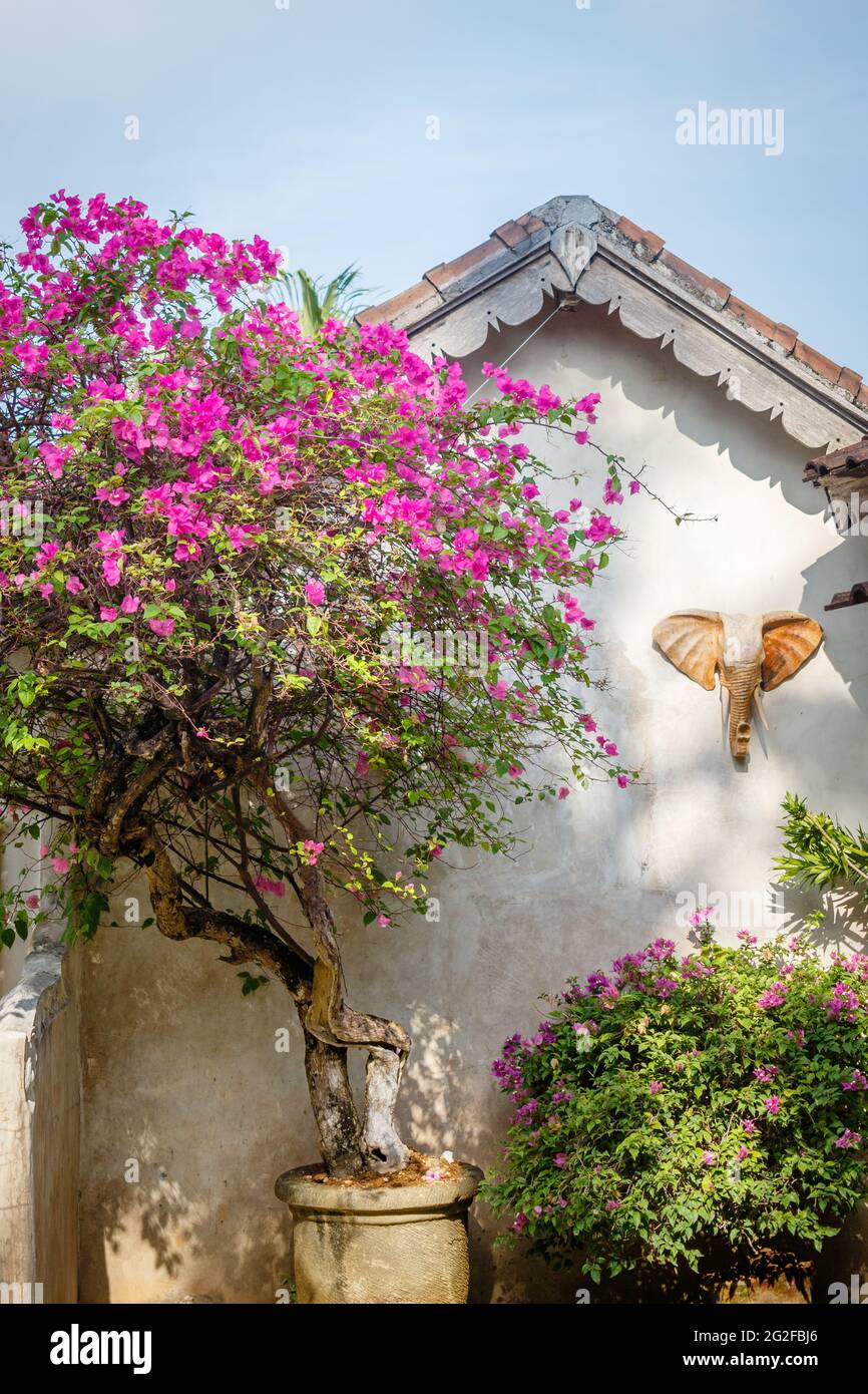 Bougainvillea flower vertical hi-res stock photography and images - Alamy
