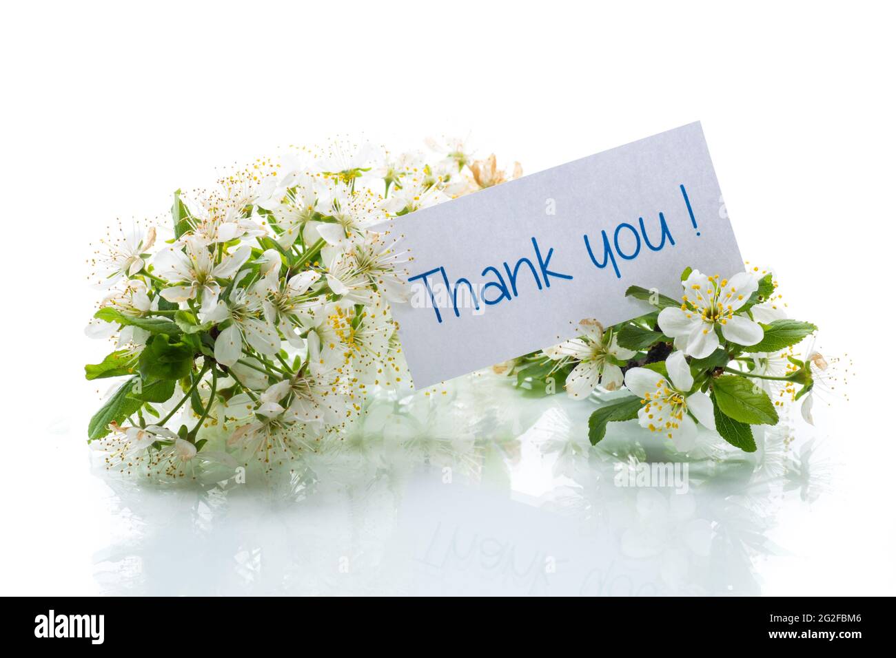 thank you card and blooming spring branch with flowers isolated on ...