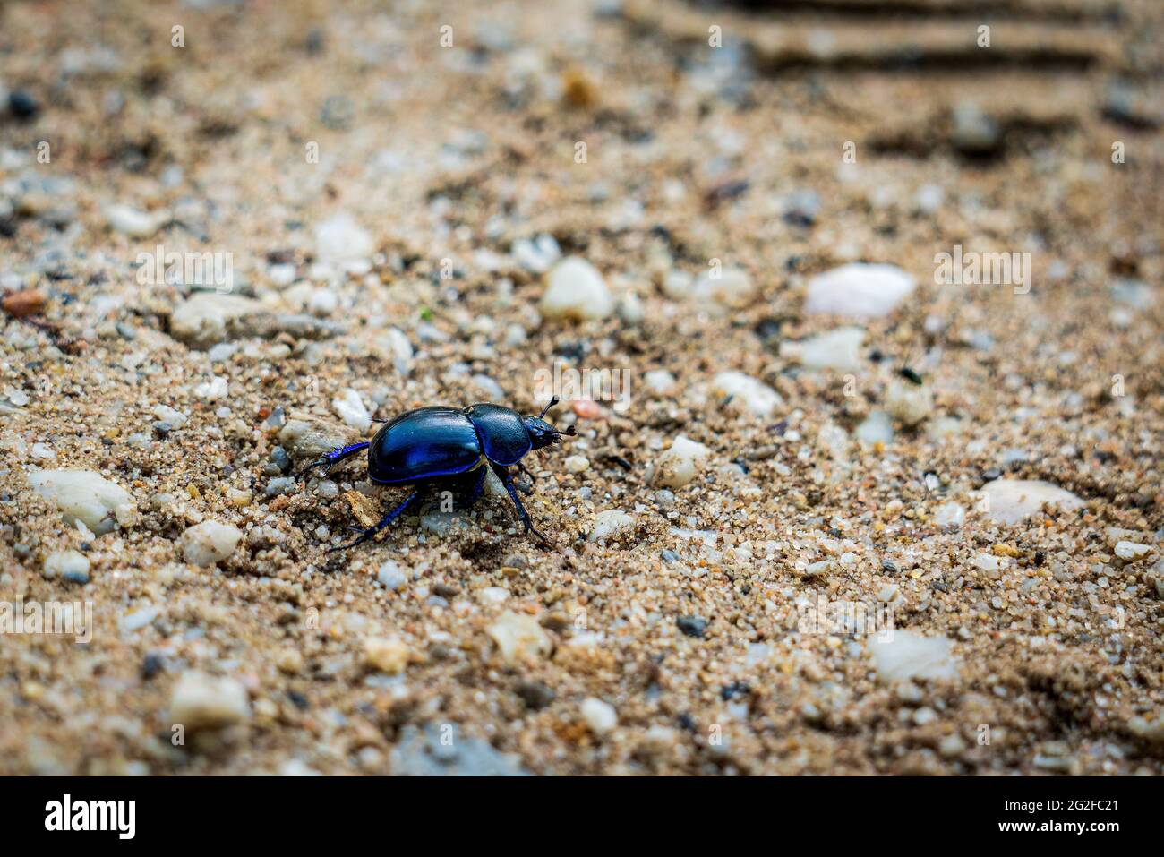 Ground Beetles Sand High Resolution Stock Photography and Images - Alamy