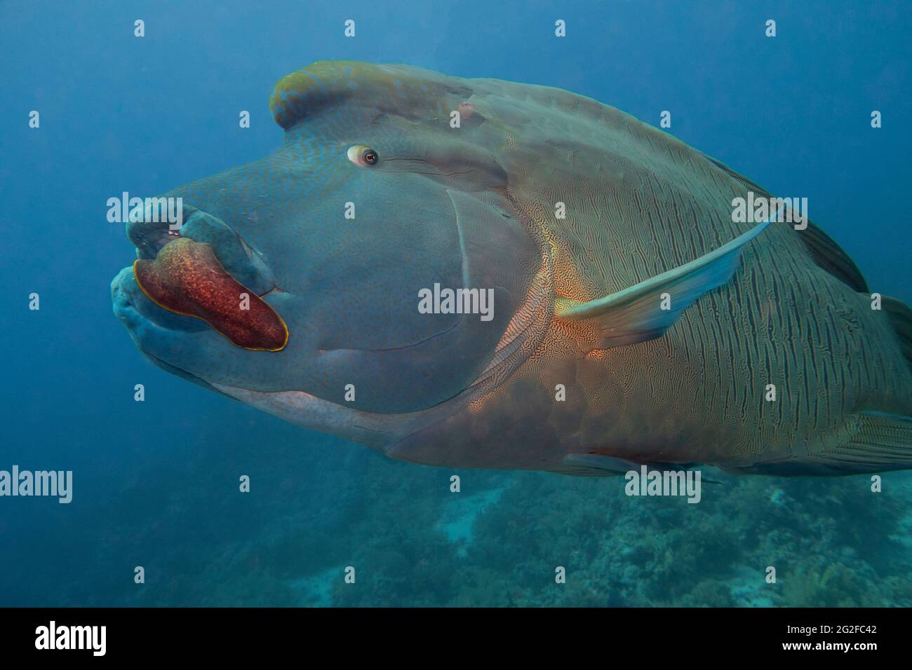 Closeup of large napoleon wrasse fish cheilinus undulatus feeding on ...