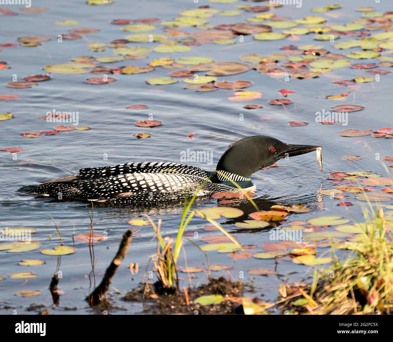 Common Loon swimming with a minnow in its beak with water lily pads ...
