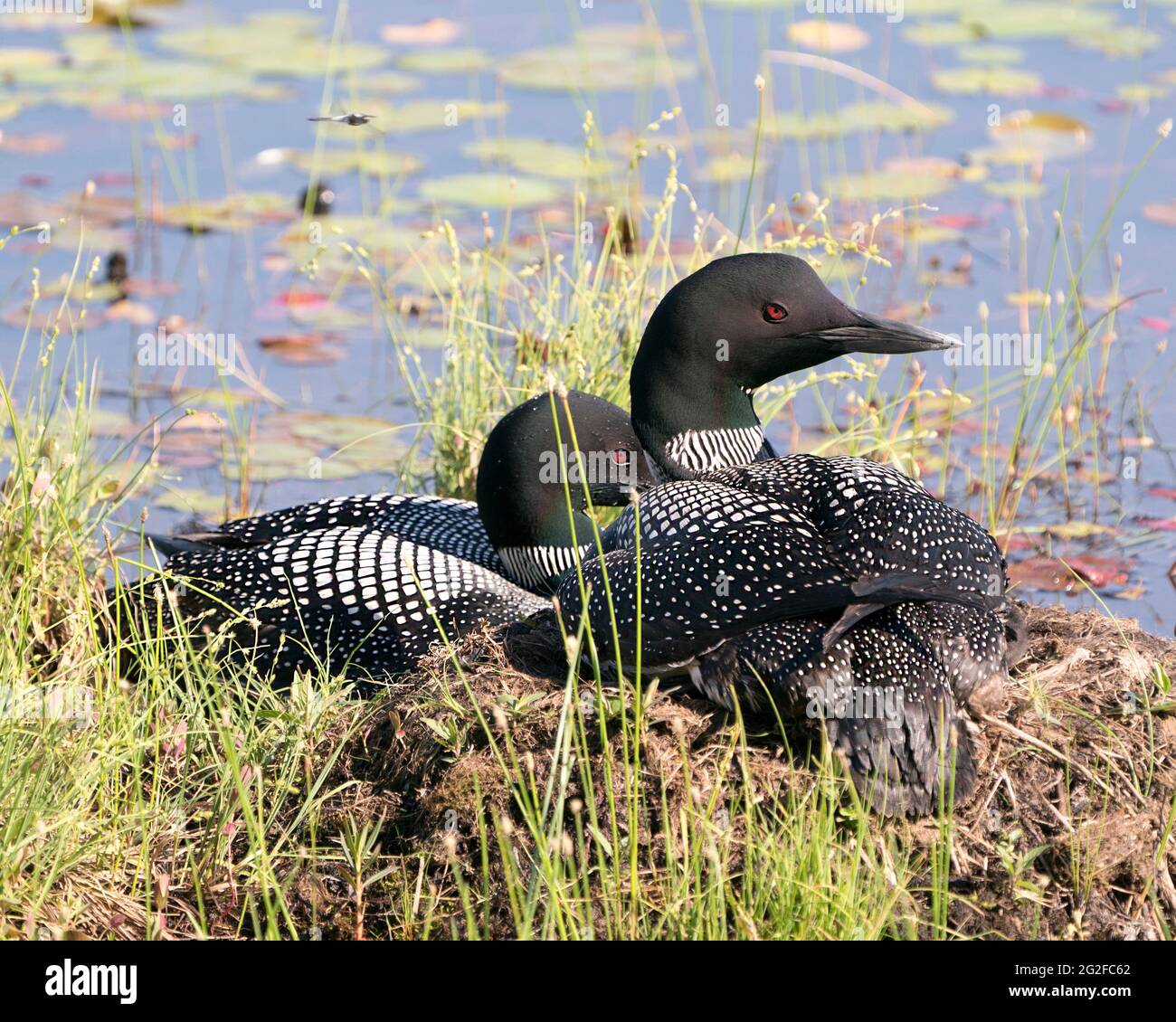 Common loon loving couple hi-res stock photography and images - Alamy