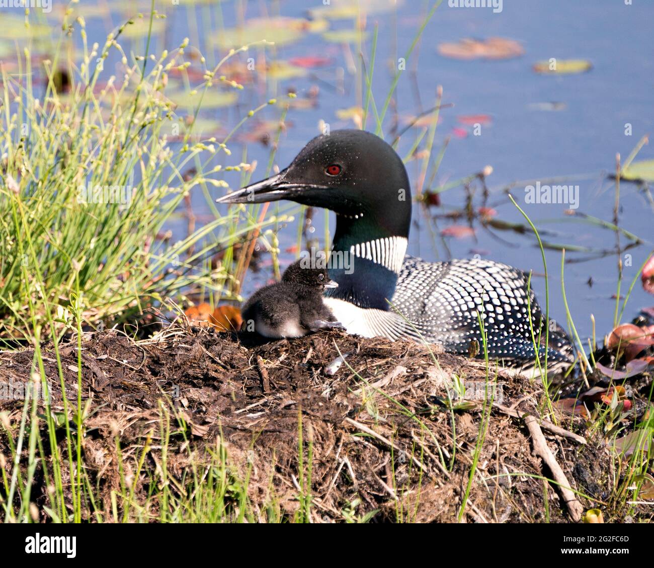 Common Loon protecting and caring for her baby chick on the nest about ...