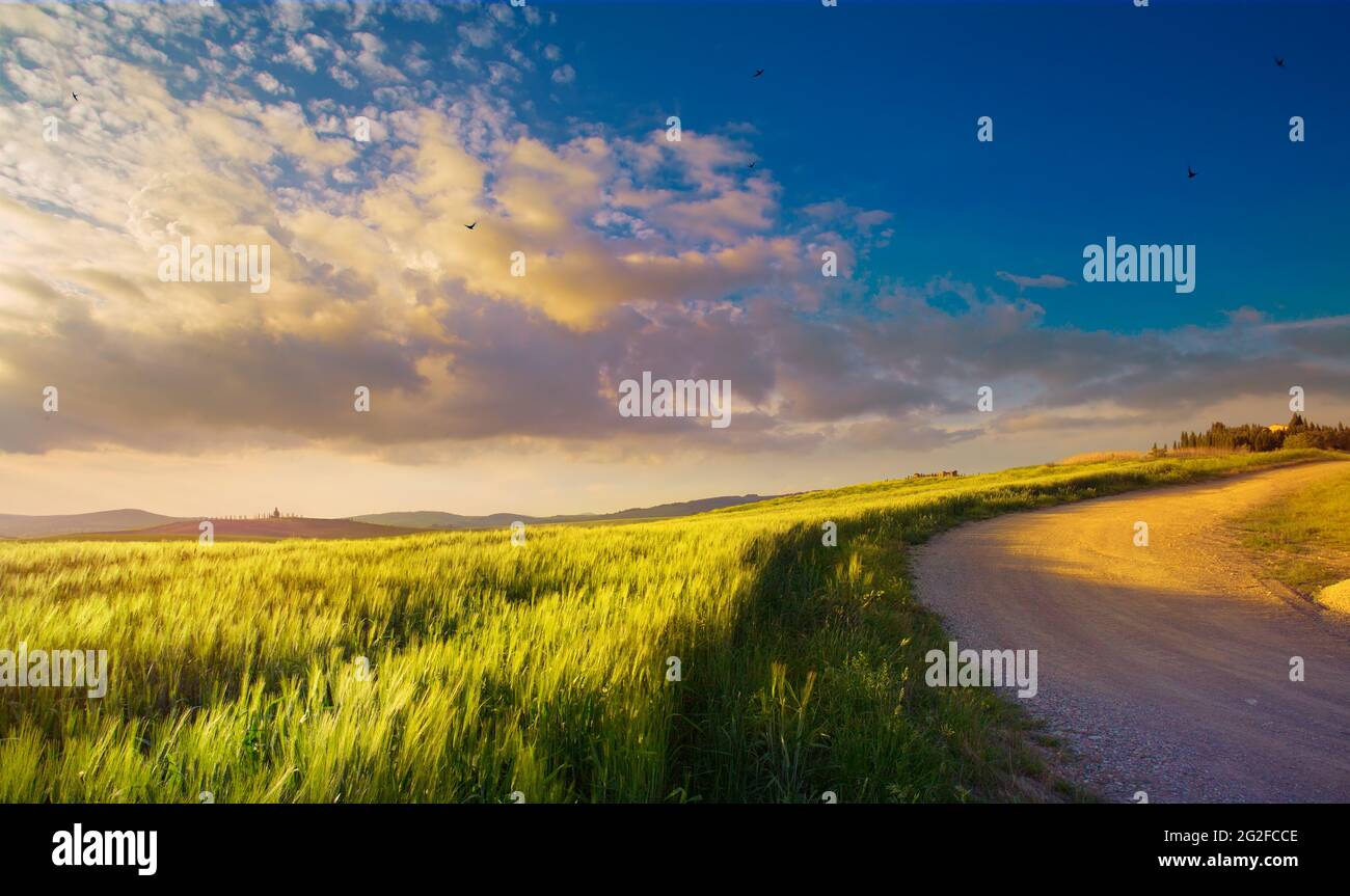 Dirt road through wheat field hi-res stock photography and images - Alamy