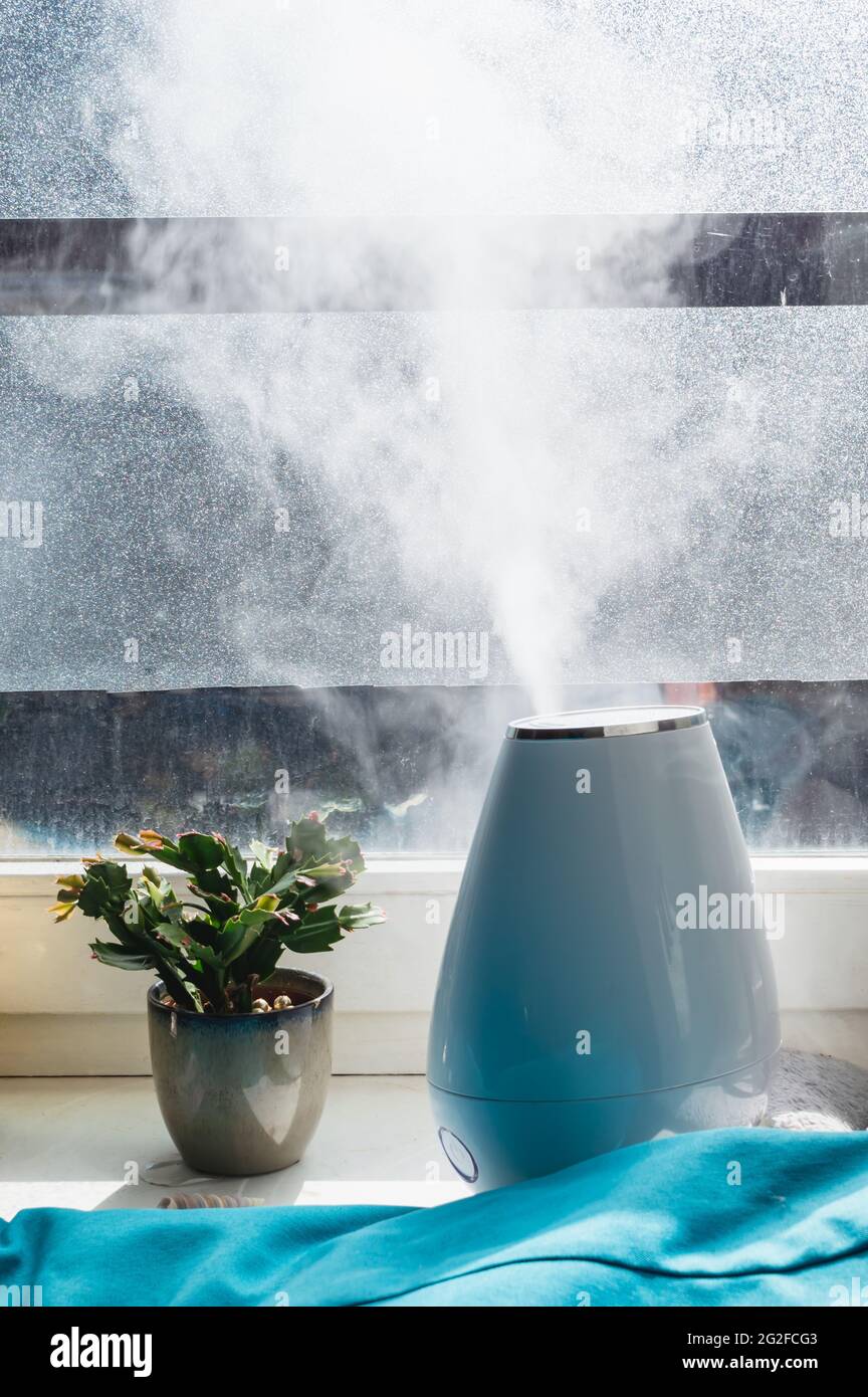 Image of a water diffuser, a houseplant, in a window sill on a sunny ...