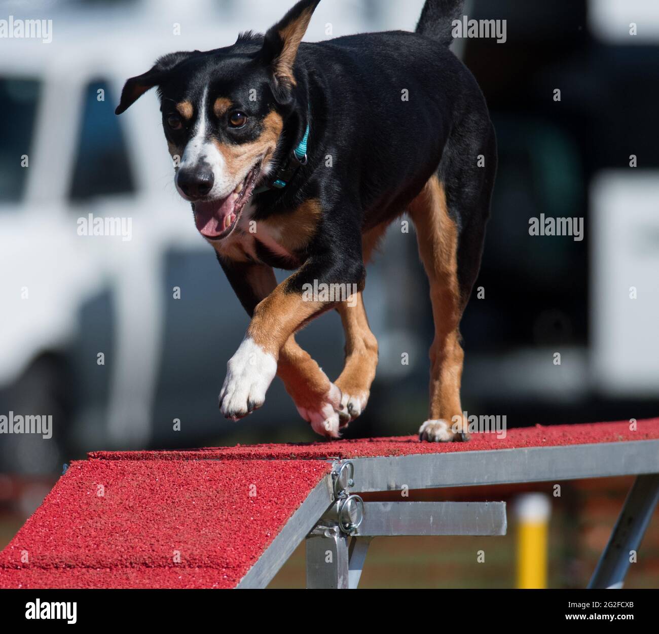 Canine agility hi-res stock photography and images - Alamy