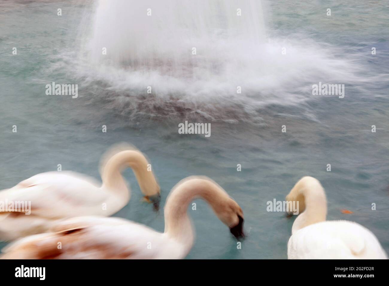 Cute swans in the pond. Blurred Motion Stock Photo - Alamy