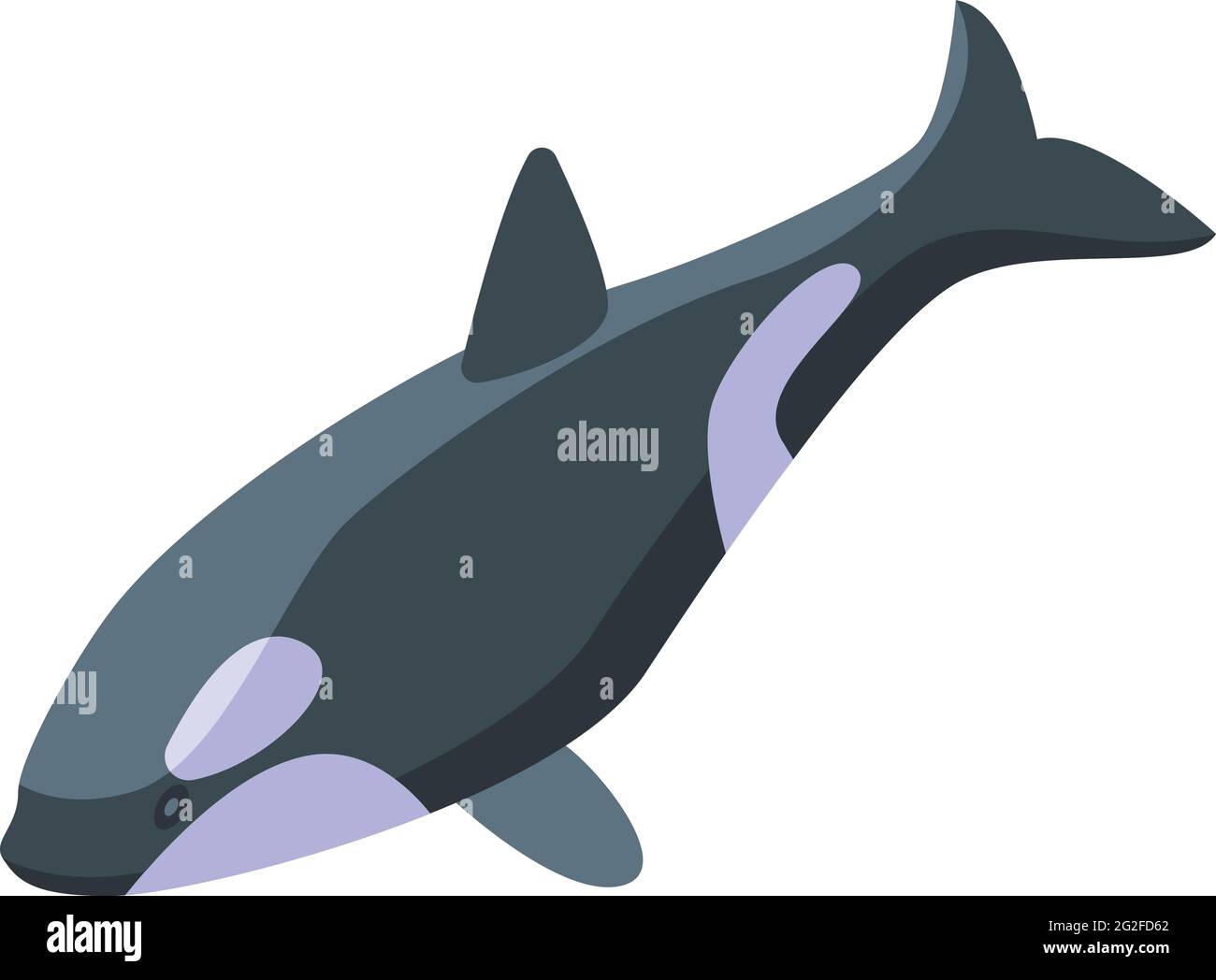 Cute killer whale icon. Isometric of Cute killer whale vector icon for ...