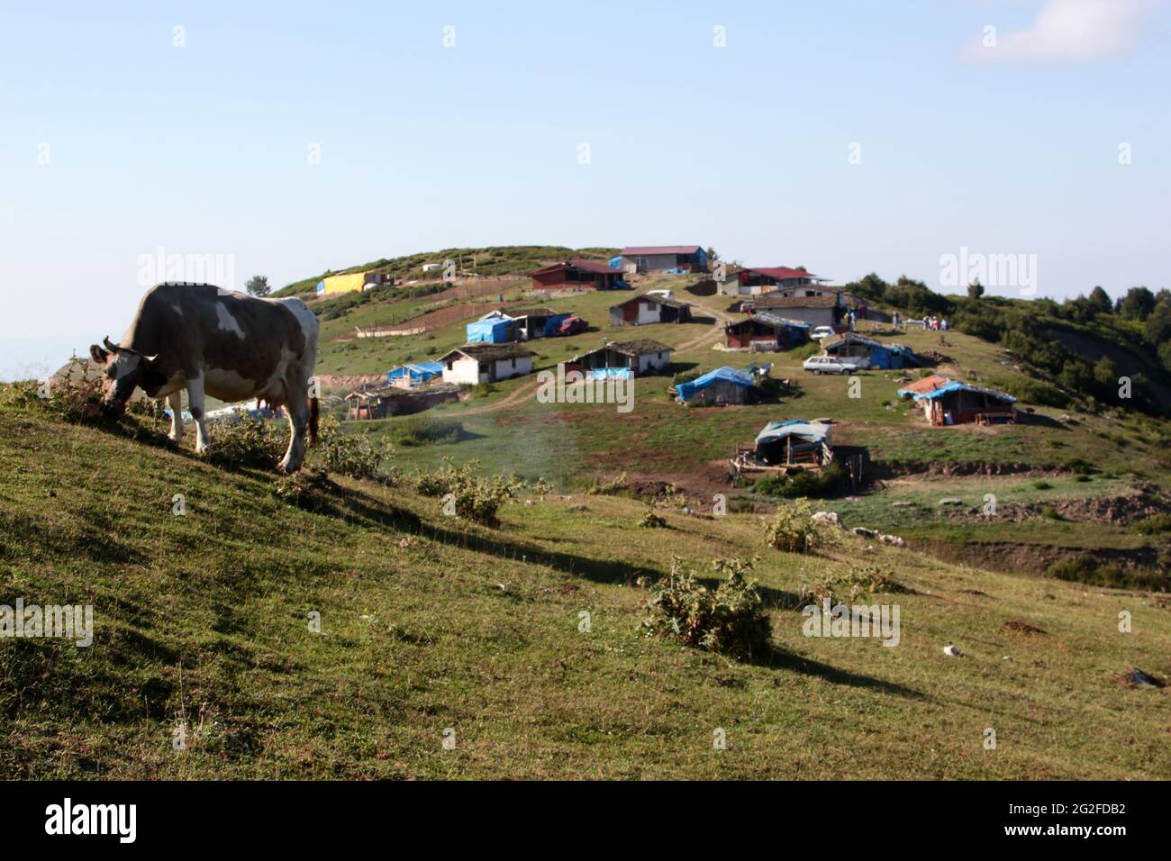 Turkish Black Sea Plateaus. Farmhouse and grazing cow Stock Photo - Alamy