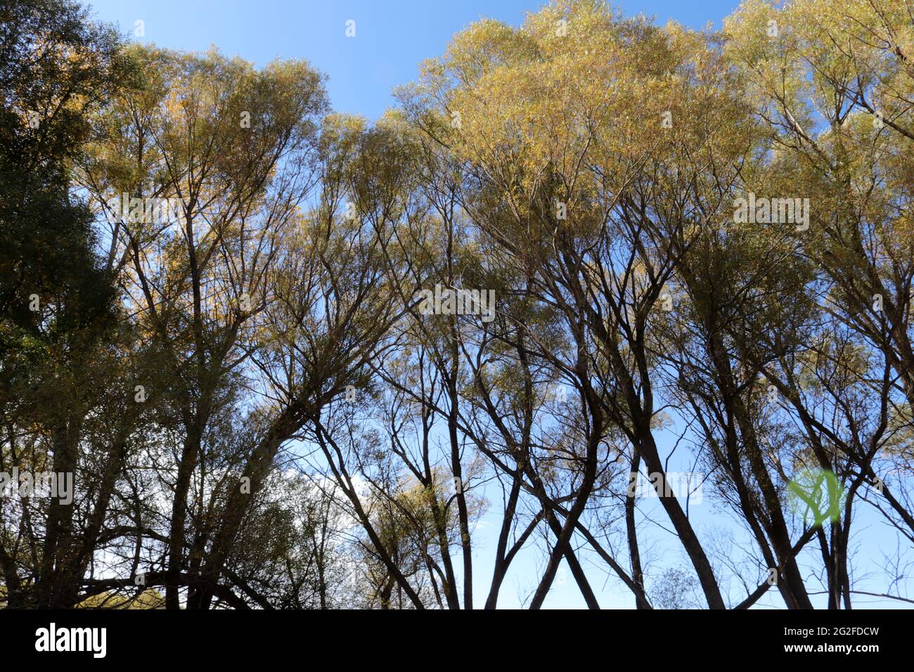 Weeping willow is a deciduous tree. Green nature Stock Photo - Alamy