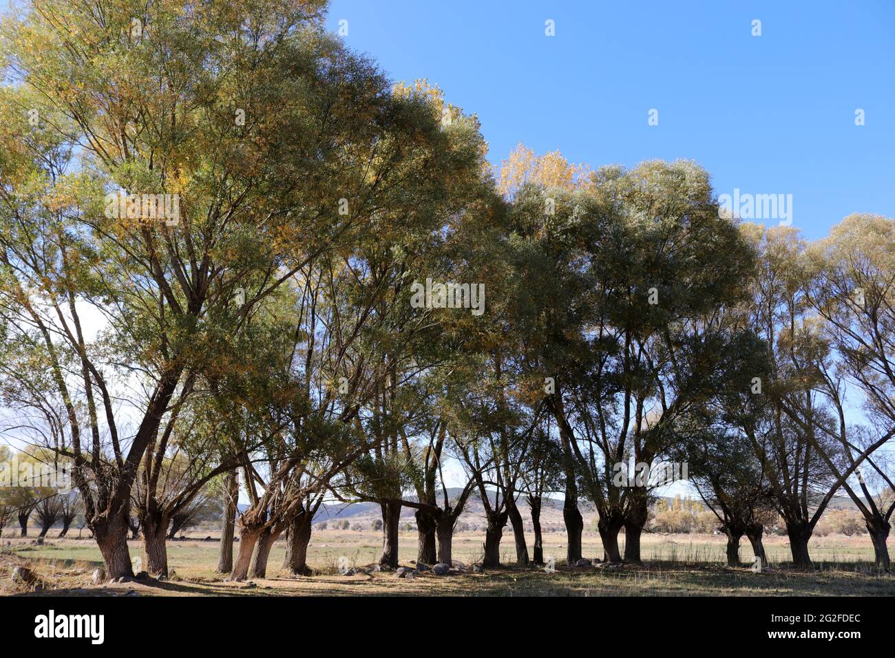 Long willow tree shadow hi-res stock photography and images - Alamy