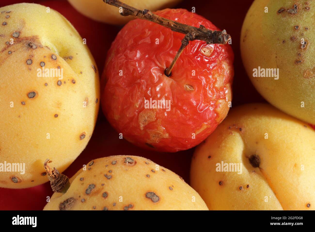 Spotted apricot and wrinkled plum Stock Photo - Alamy