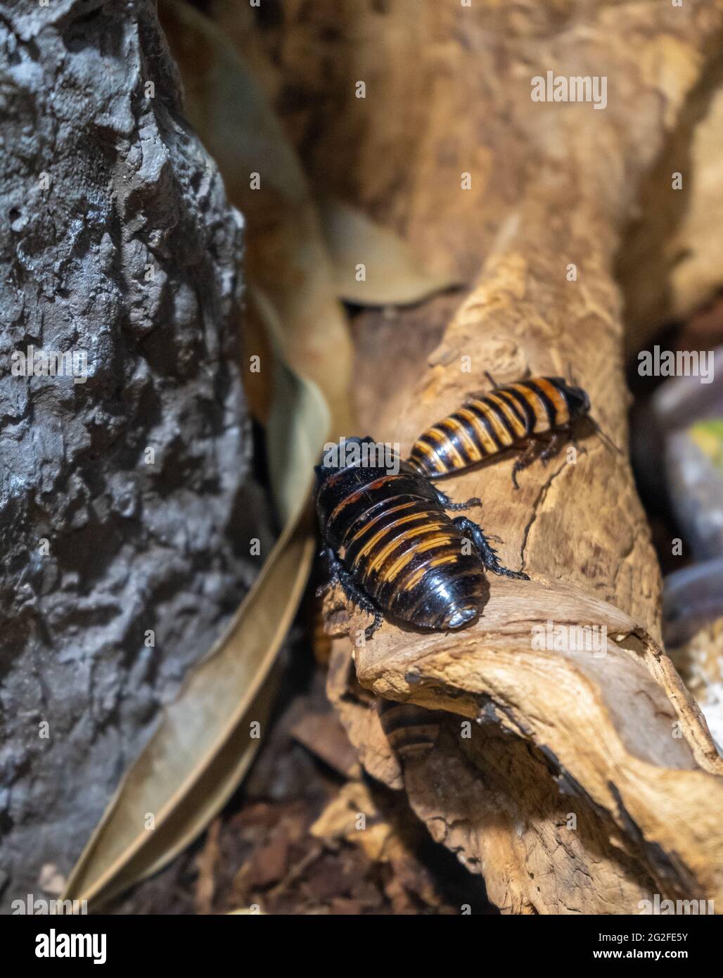The giant striped cockroach - Princisia grandidieri - is a bright ...