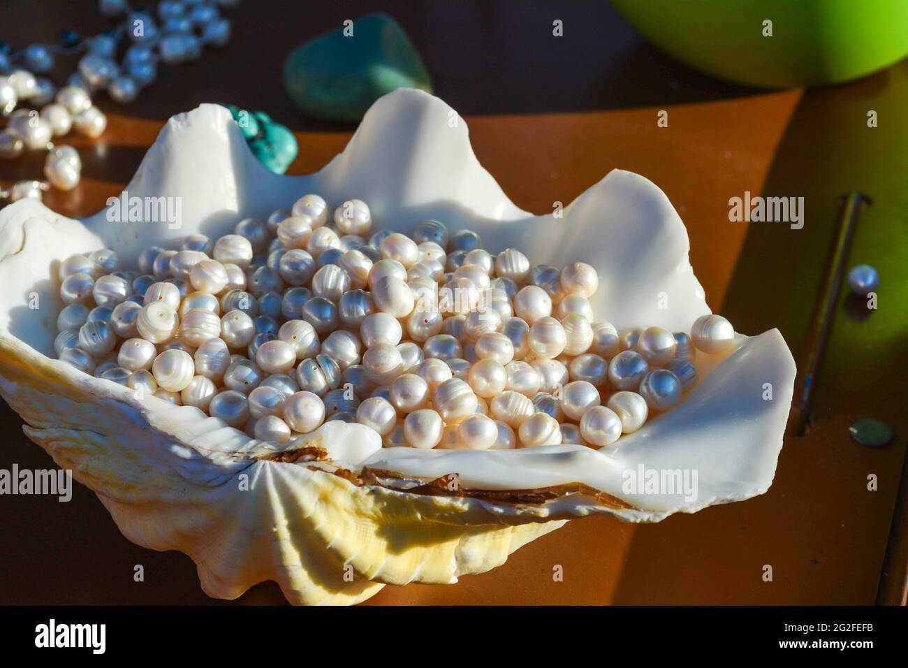 White pearls in the mussel shell Stock Photo - Alamy