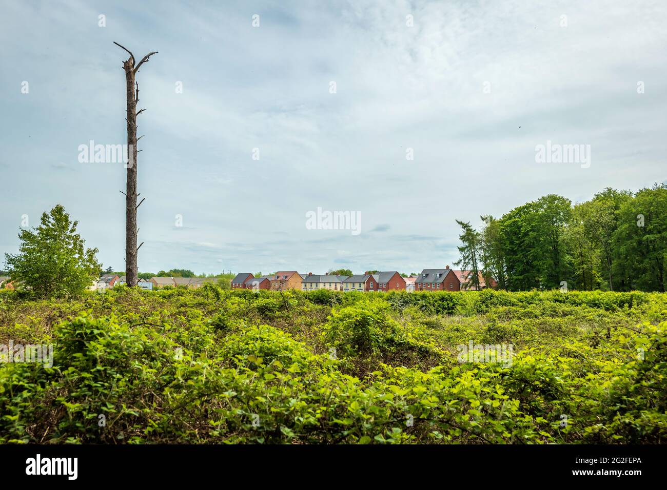 British town landscape view with felled forest foregroung in england uk ...