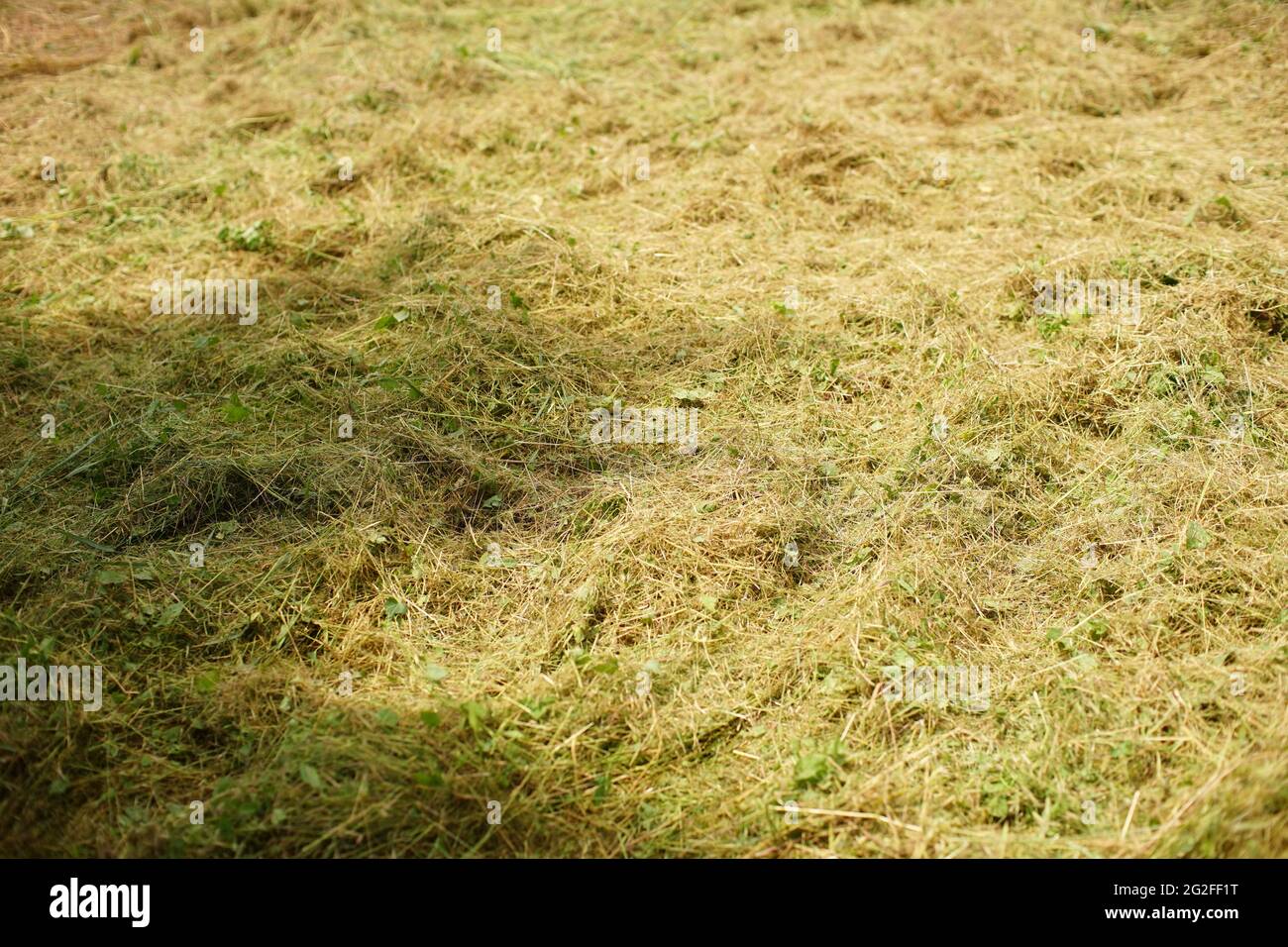 freshly cut dry summer grass on the ground Stock Photo - Alamy