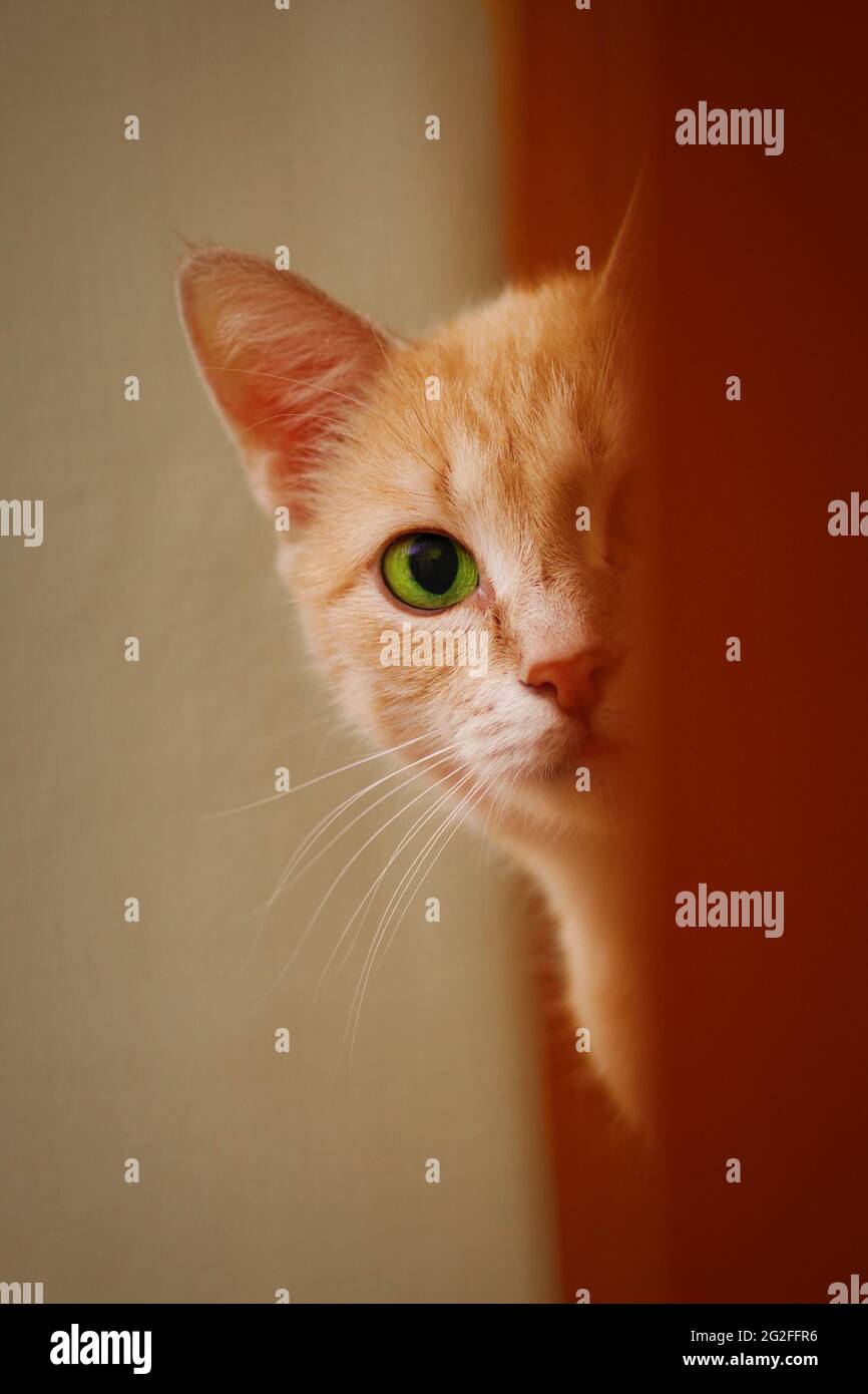 Looking out corner of eyes hi-res stock photography and images - Alamy
