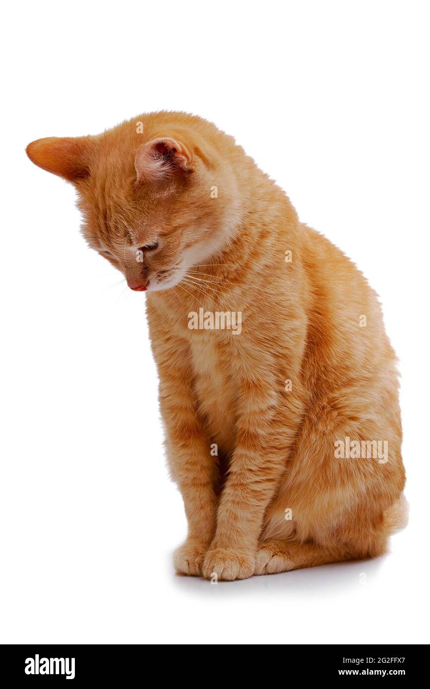 ginger cat sitting and looking down isolated on white background Stock ...