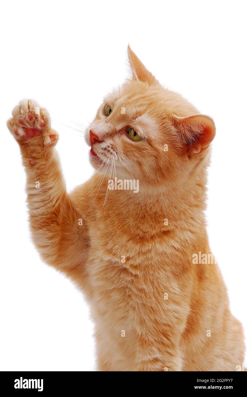 ginger cat with raised paw and released claws isolated on white ...