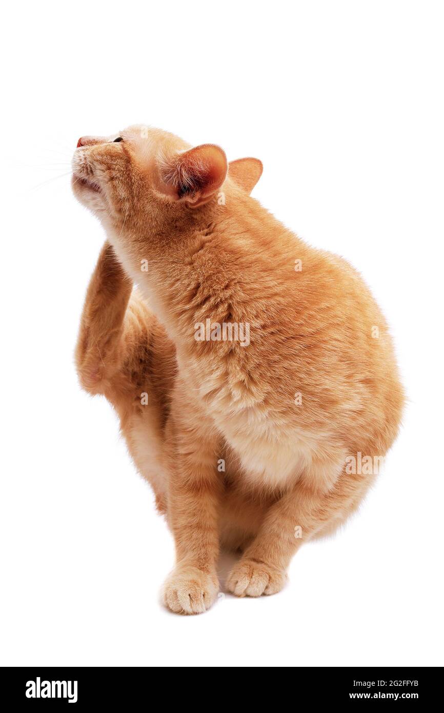 ginger cat scratching herself isolated on white background Stock Photo ...