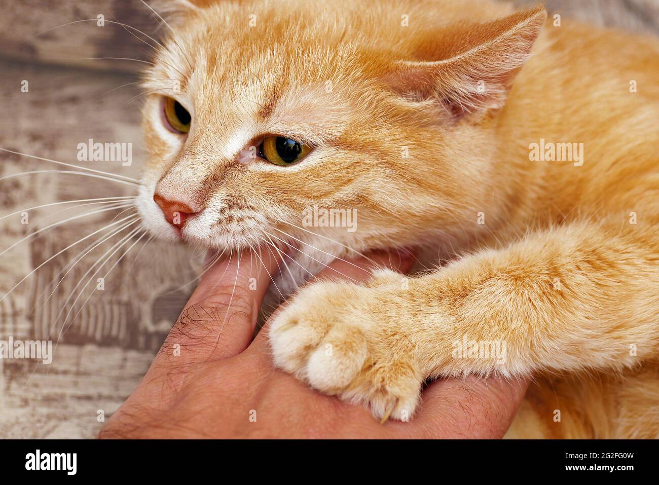 Angry cat claws hi-res stock photography and images - Alamy