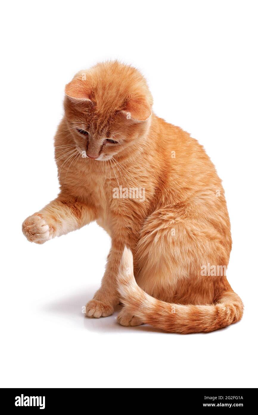 ginger cat sitting with lifted paw and looking down isolated on white ...