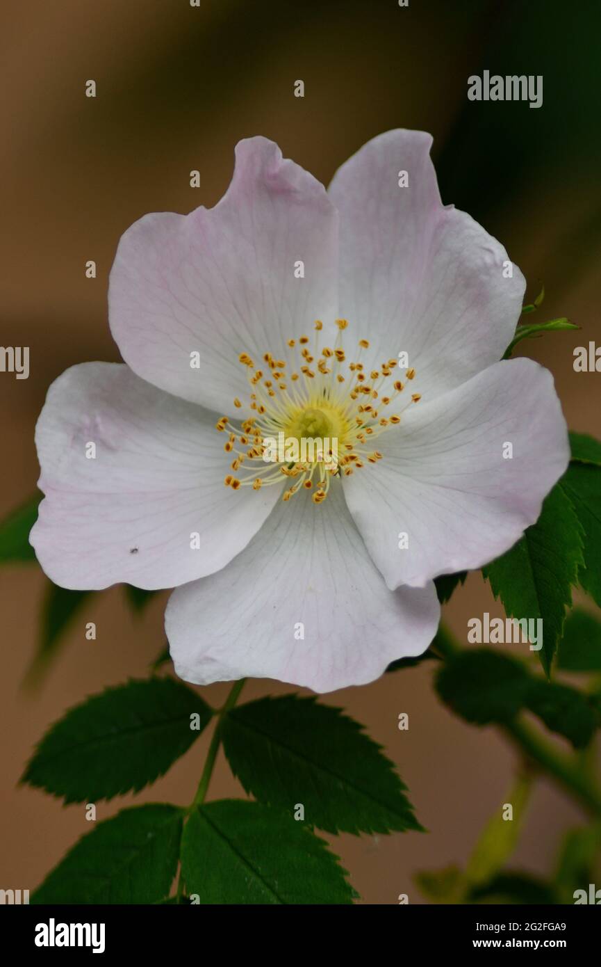 England Dog Rose High Resolution Stock Photography and Images - Alamy