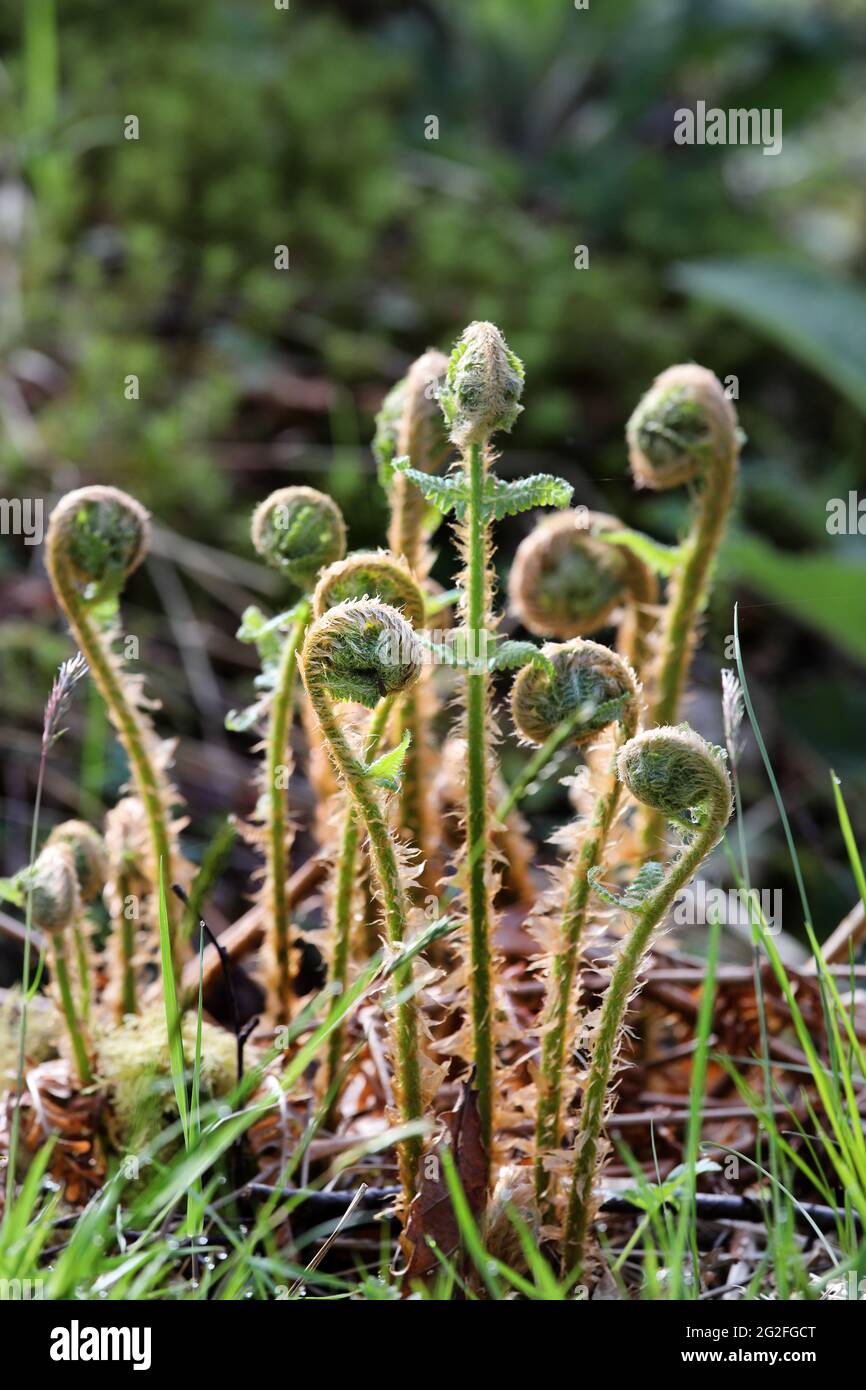 Bracken Fern Fiddleheads